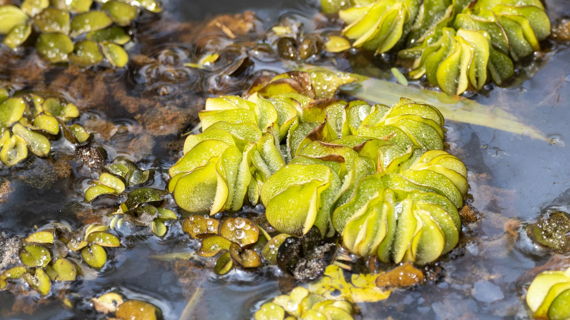'Rodent rat,' parasite-spreading fish, and more join Ont. invasive ...