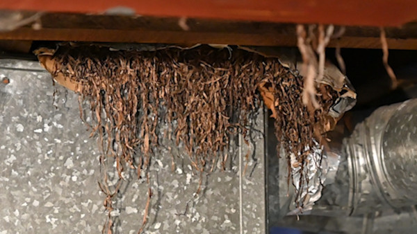 Seaweed used as effective home insulator on the East Coast - The ...