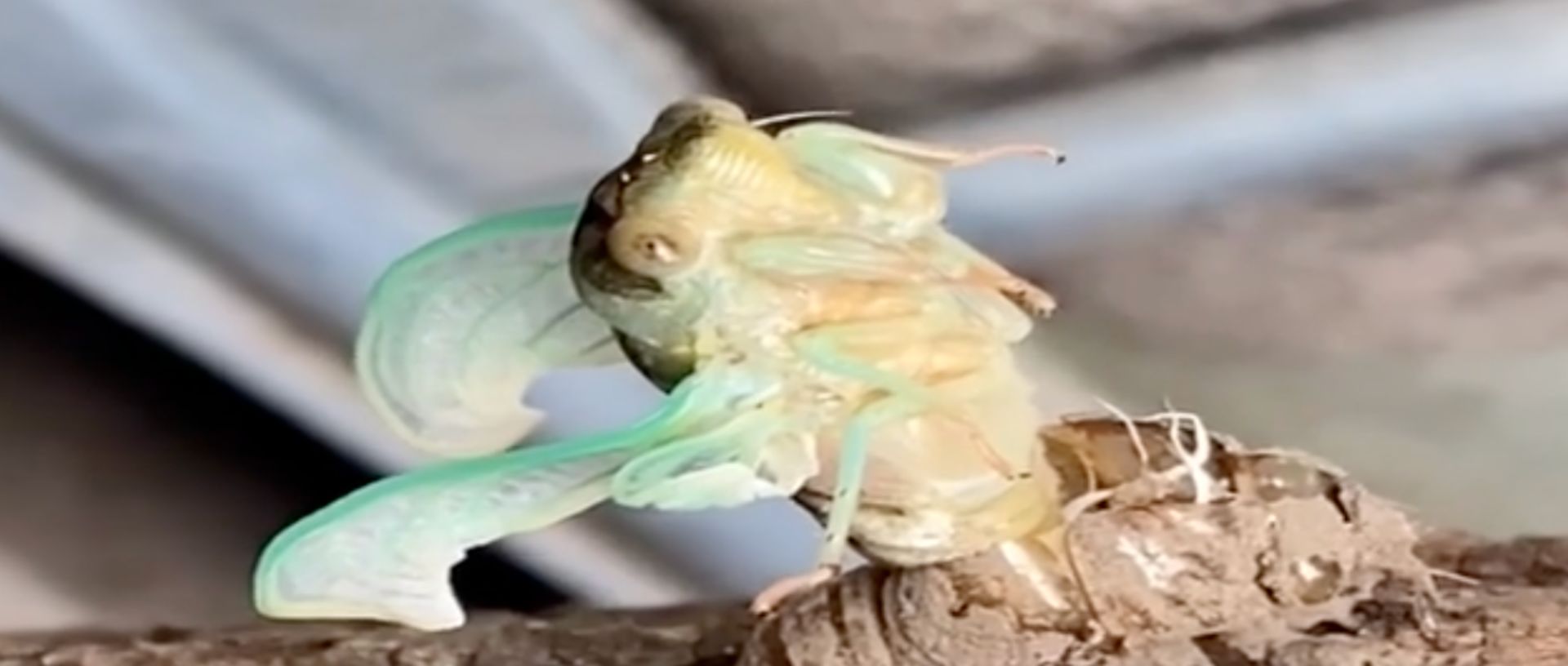 Watch incredible moment as cicada emerges from its exoskeleton - The ...
