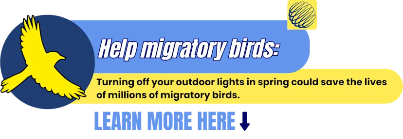 Proposed Bill 98 puts Ontario's bird species at risk, here's how to ...