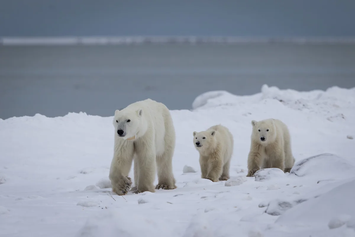 ‘Bear-dar’ technology tested in Arctic to spot polar bears - The ...