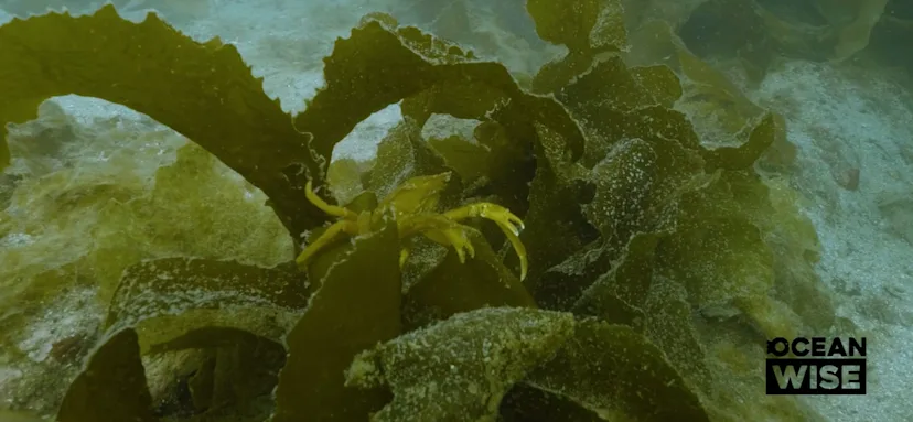 Why Planting Kelp Could Be Canada’s Smartest Investment - The Weather ...