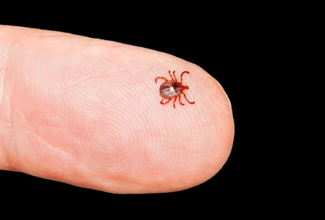 Ticks could spread throughout Quebec in coming decades: Public health ...