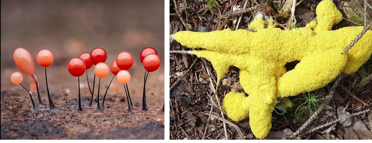 Strange-looking blobs appear in Colorado lawns after heavy rain - The ...