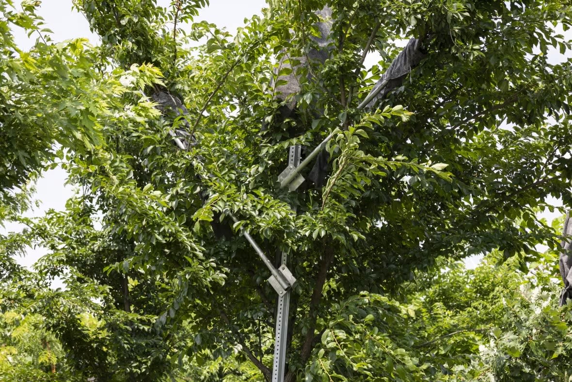 Hydro-Québec using AI to reduce power outages caused by trees - The ...