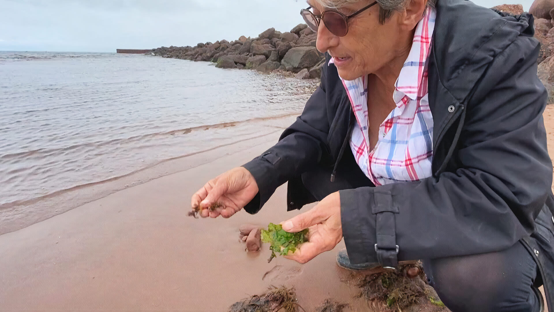 Rising temperatures put a quarter of P.E.I. marine life at risk, paper ...