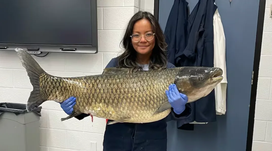 Goldfish, traps, and currents: Inside Canada’s fight against invasive ...