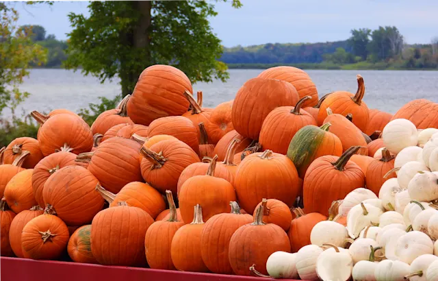 10 surprising health benefits of pumpkins - The Weather Network