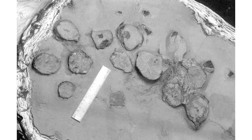 What fossil eggs found in Alberta reveal about how dinosaurs became ...