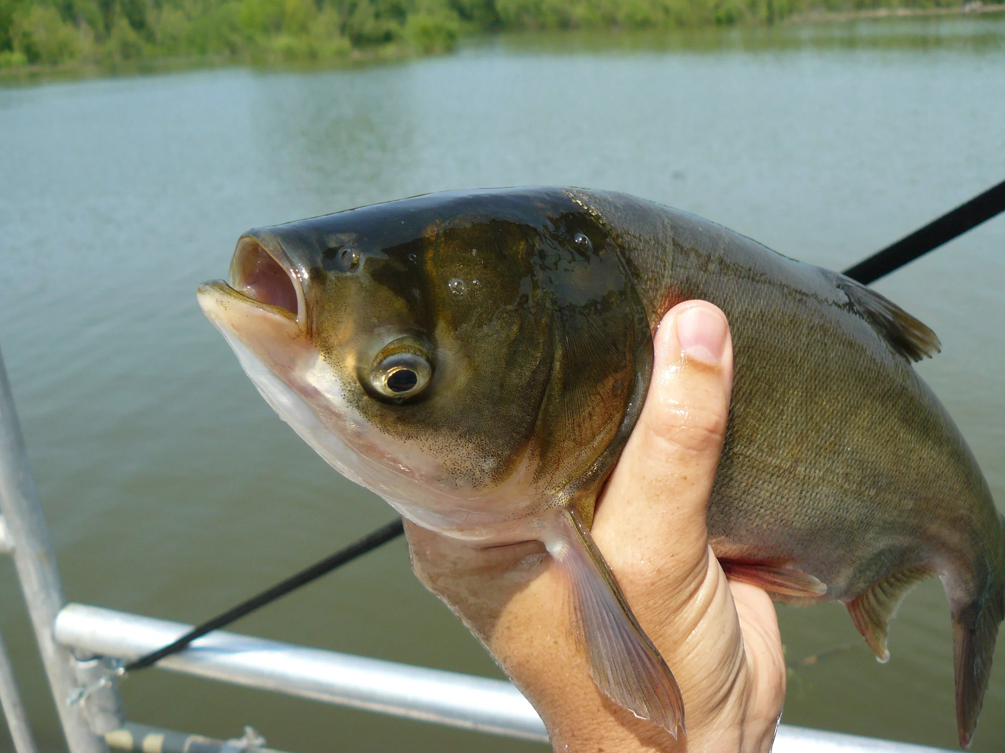 100,000 lbs of invasive fish removed from river - The Weather Network