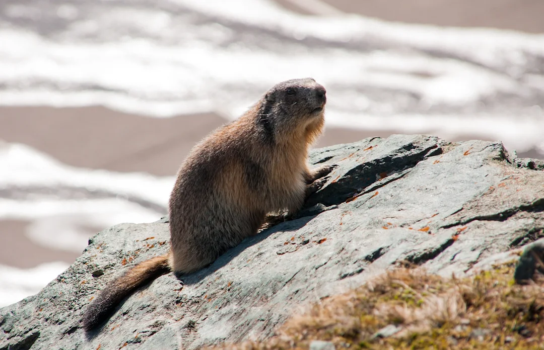 Jour de la Marmotte : la tradition approche à grands pas - MétéoMédia