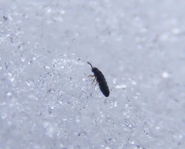 No need to flee from a snow flea (which isn't a flea) - The Weather Network