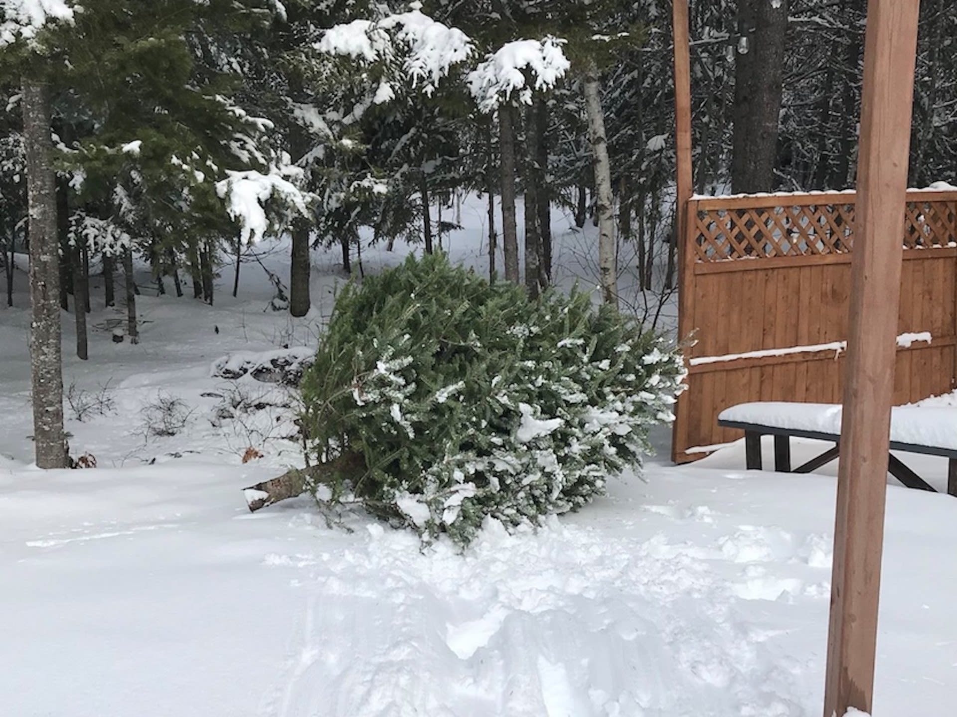 Conserver son sapin après les fêtes, c'est bon pour la biodiversité ...
