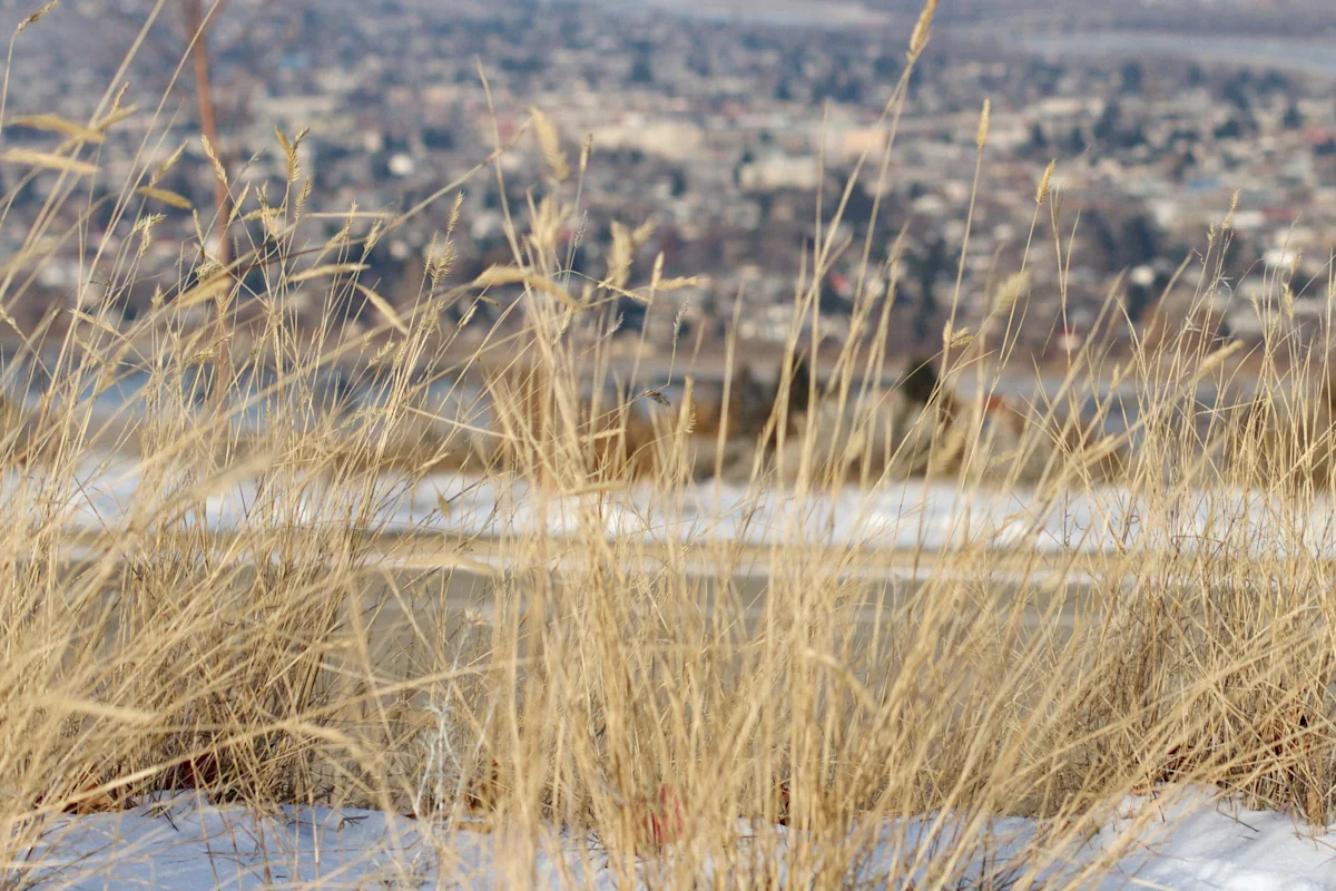 Brantford's weather forecast for March 20: Chilly winds - The Weather ...