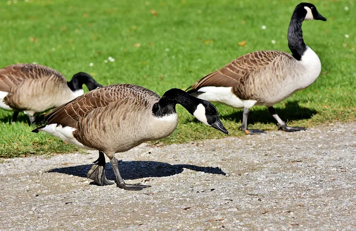 Climate change effects on Canadian wildlife show how vital winter is ...