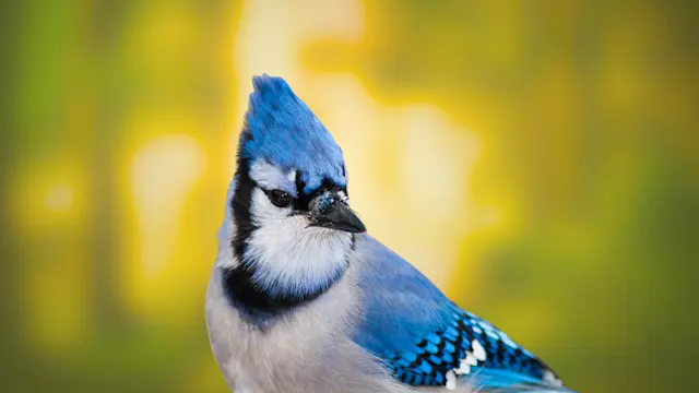 Let's get to know blue jays - The Weather Network