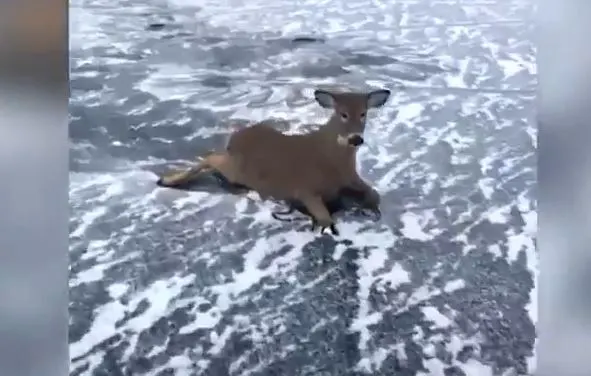 WATCH: Three deer rescued from frozen lake in Ontario - The Weather Network