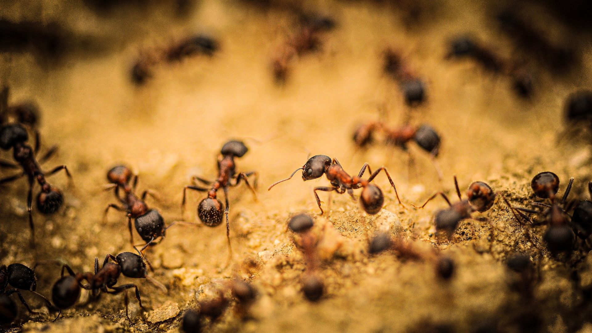 Ants can make antibiotics they use to treat infected wounds - The ...