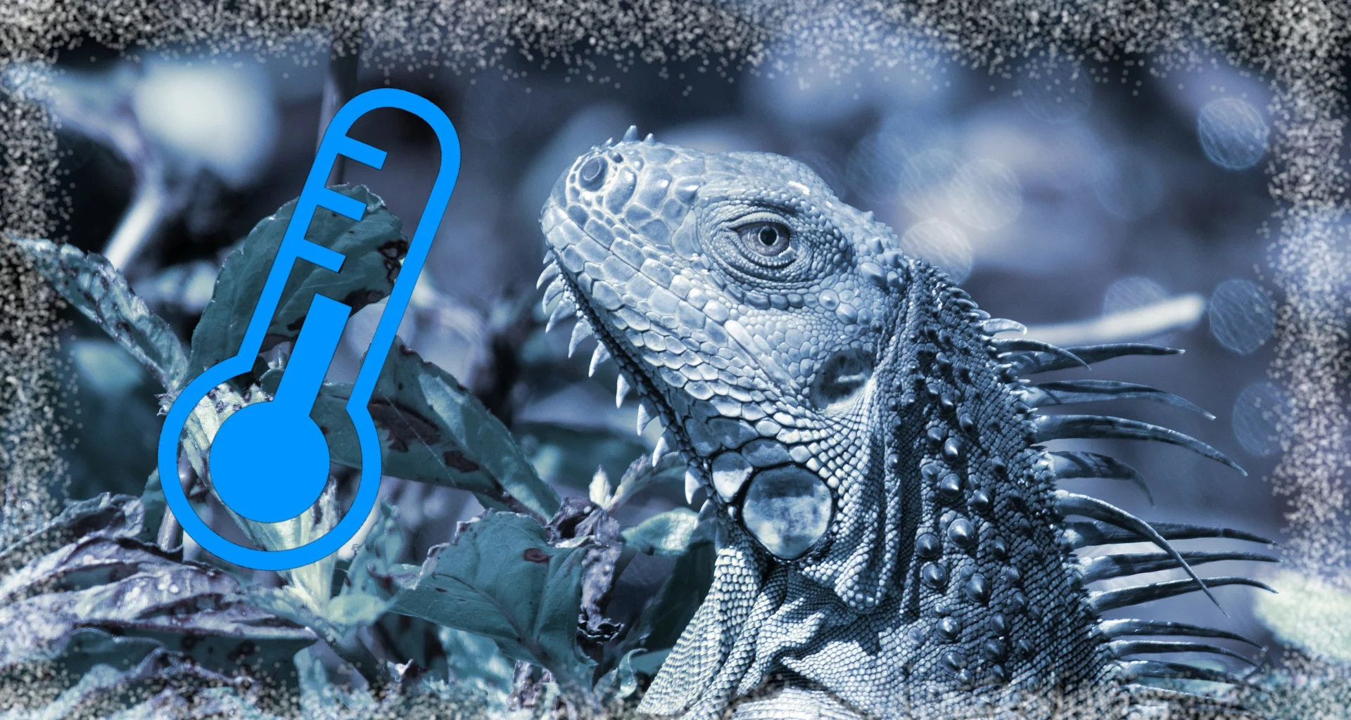 Beware falling iguanas as deep chill descends on U.S., Florida - The ...