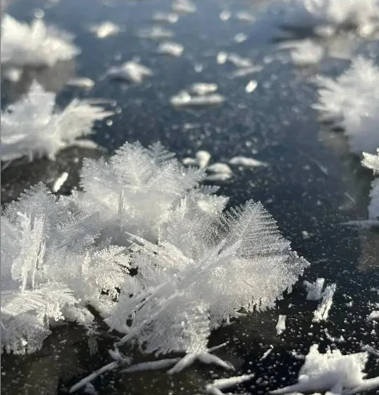 Rare frost flowers turn icy landscapes into beautiful gardens - The Weather Network