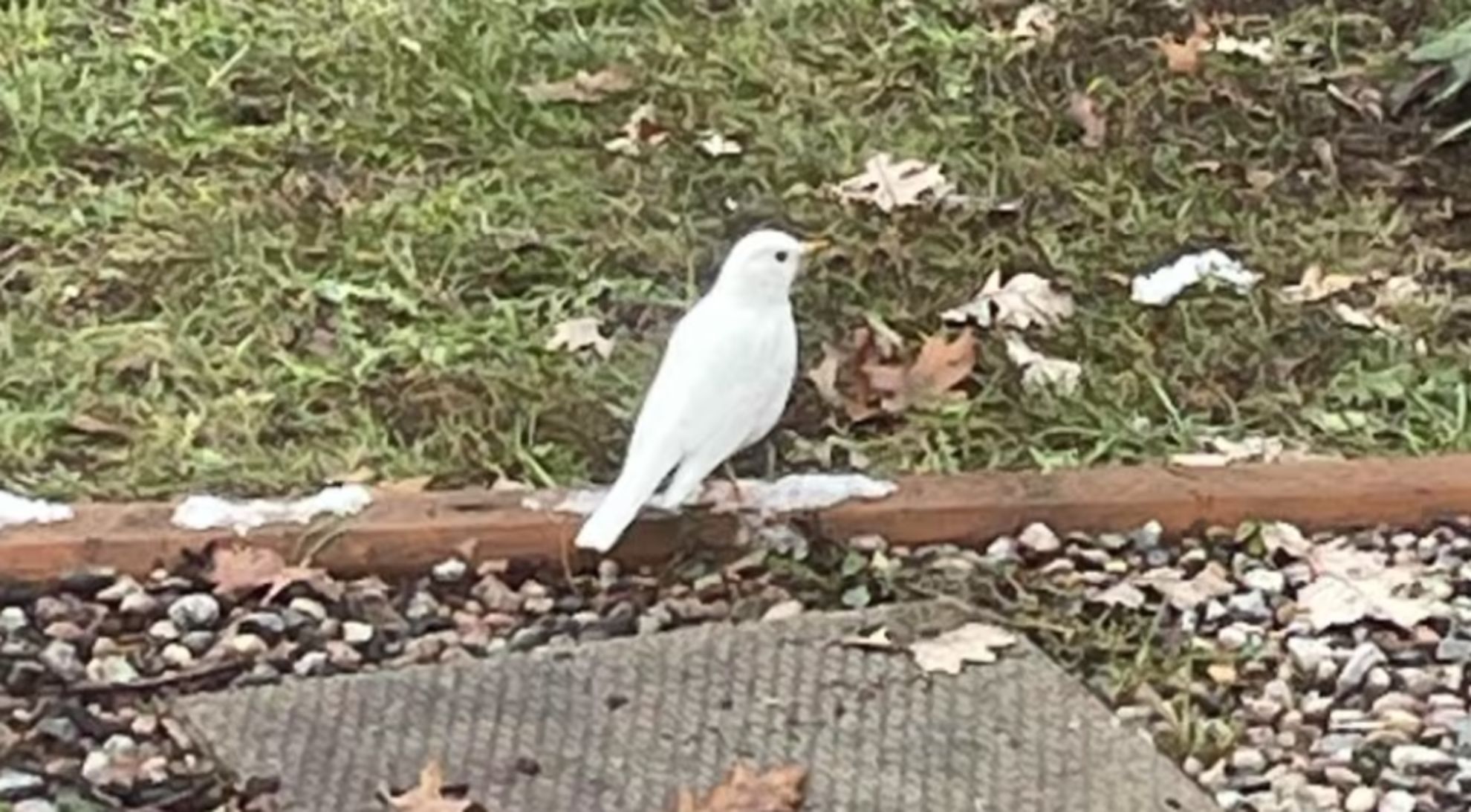 Rare all-white robin spotted in Winnipeg backyard 'an oddball for sure ...