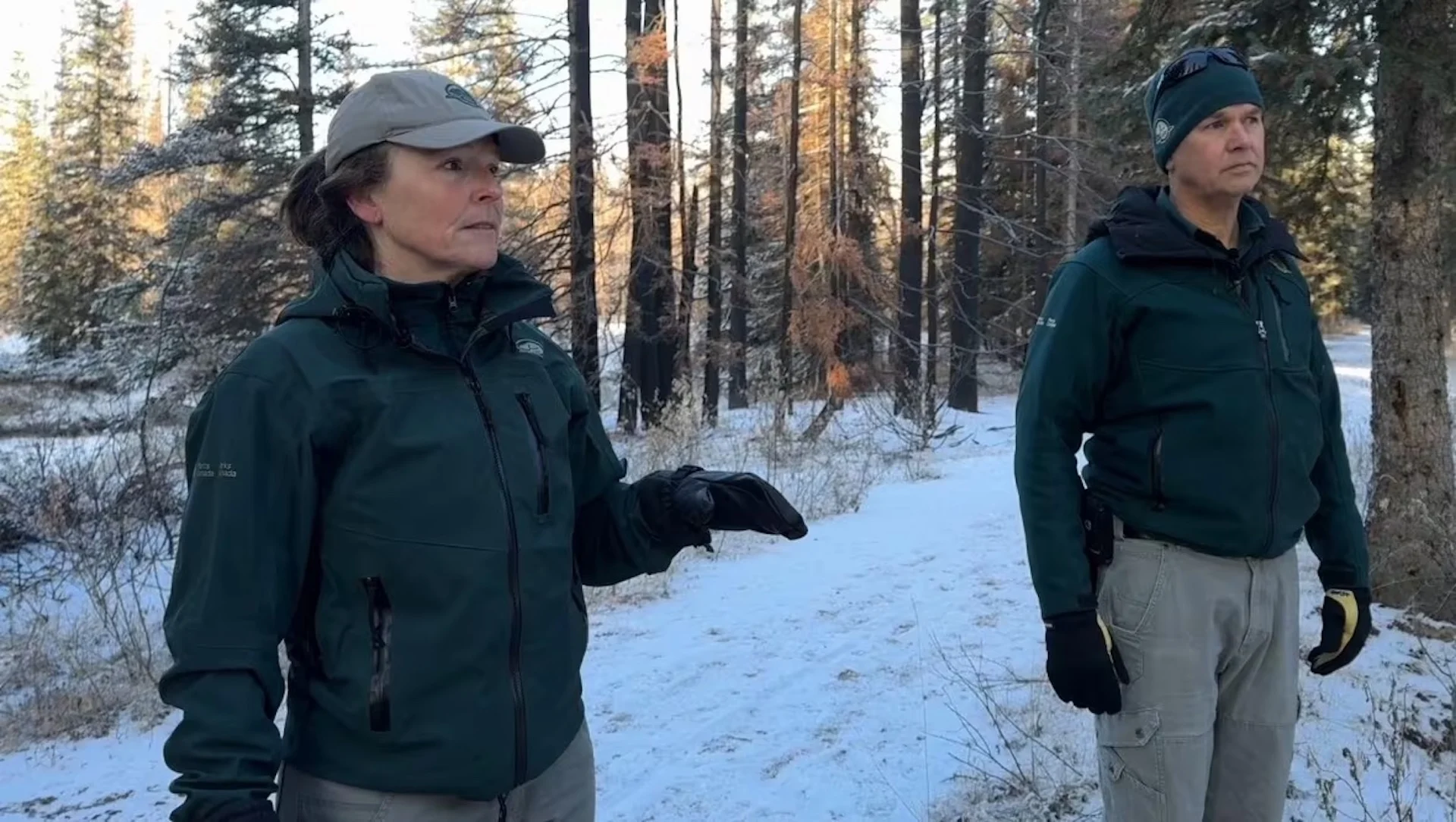 Burned forests in Jasper park showing signs of life ahead of winter ...