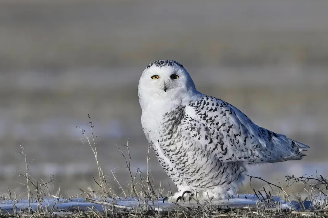 'They're just stunning': Snowy Owls return to Regina area for winter ...
