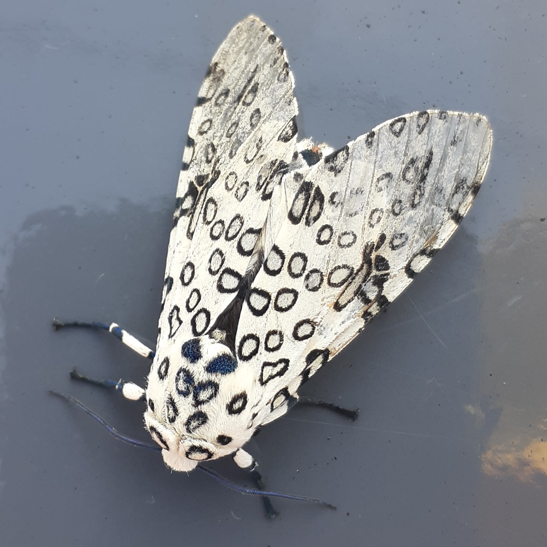 There's a lot to love about great Canadian moths - The Weather Network