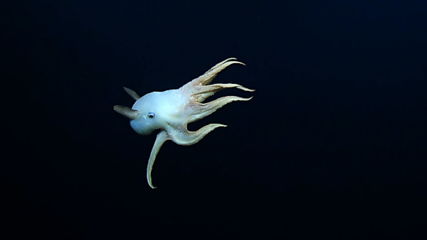 Rare dumbo octopus caught on camera - The Weather Network