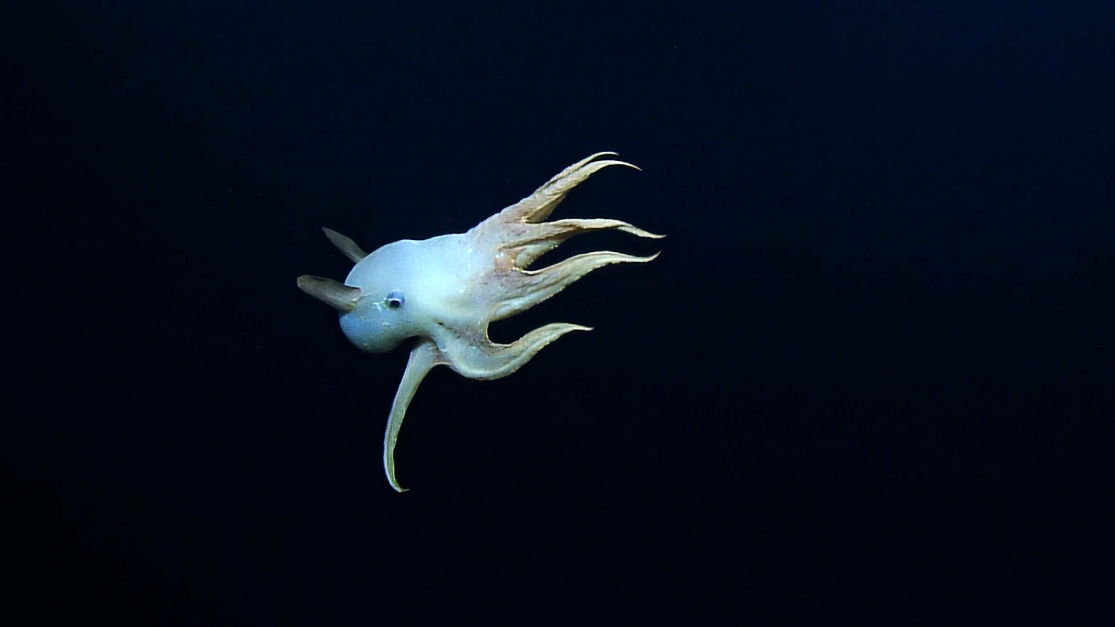 Rare dumbo octopus caught on camera - The Weather Network