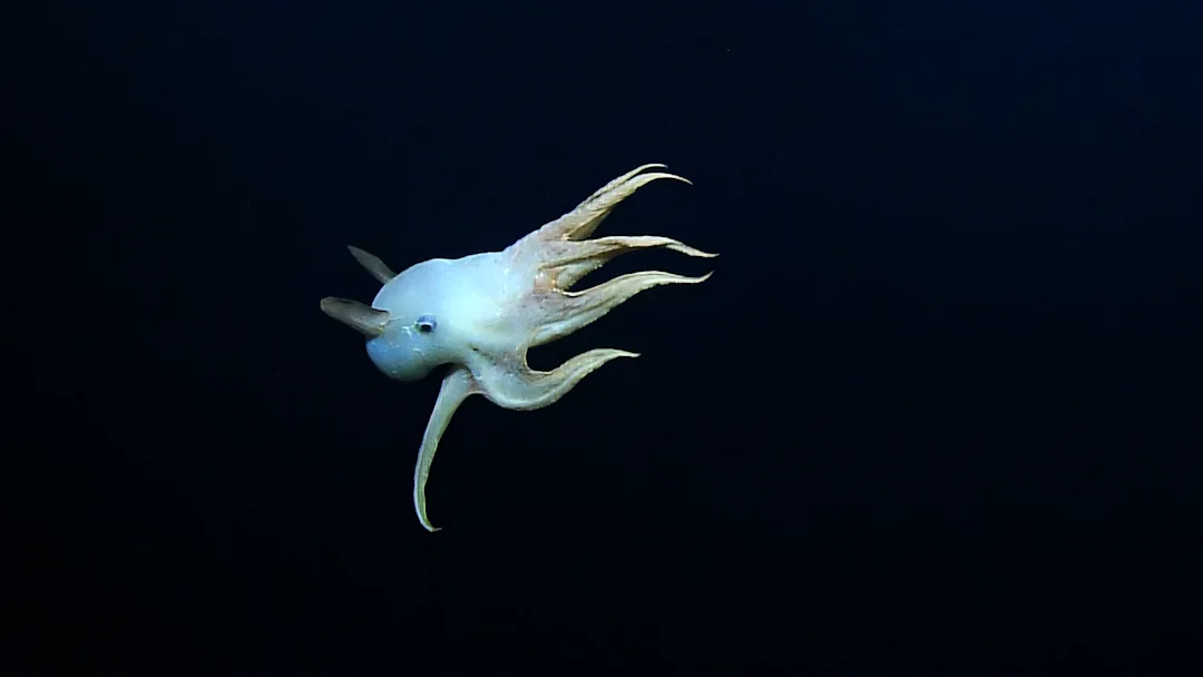 Rare dumbo octopus caught on camera - The Weather Network