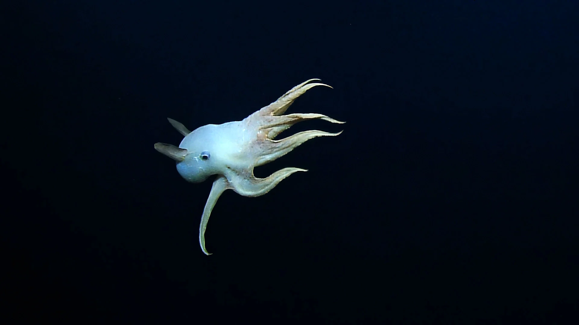 Rare dumbo octopus caught on camera - The Weather Network