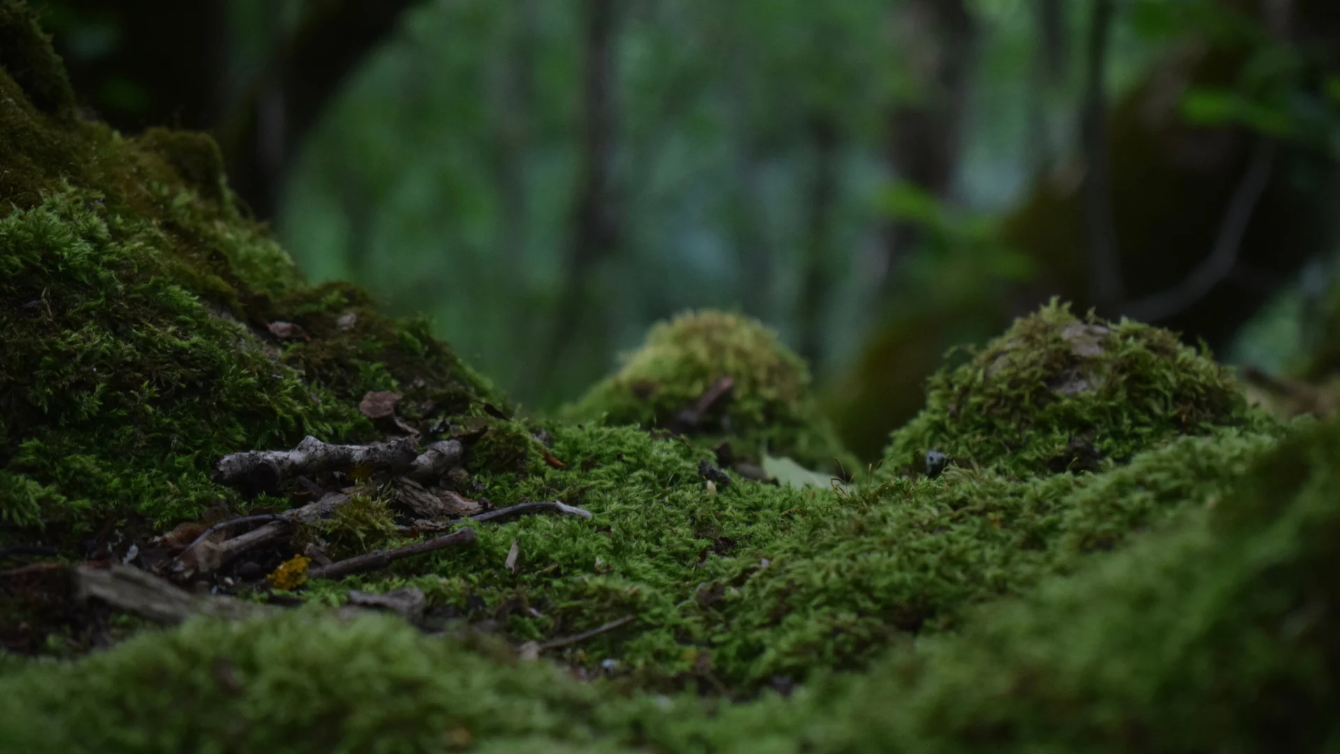 New study identifies several surprising benefits of moss - The Weather ...
