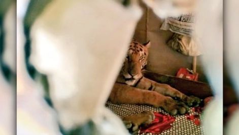 Tiger escapes flooding by hiding in house, shocks family - The Weather ...