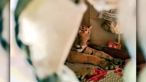 Tiger escapes flooding by hiding in house, shocks family - The Weather ...