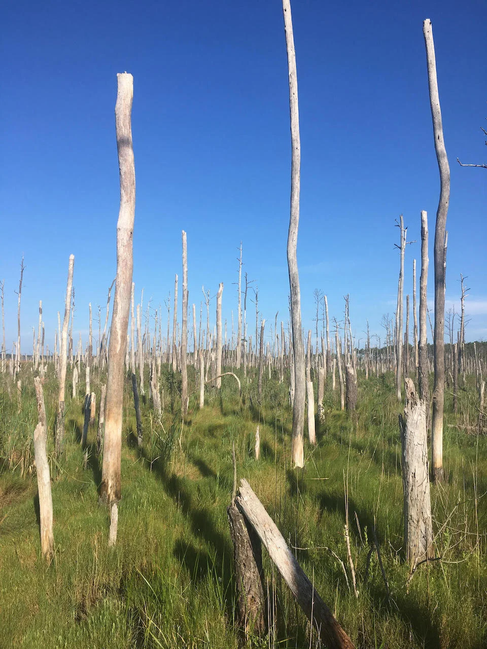 Ghost trees tell taxing story of sea level rise and extreme flooding ...