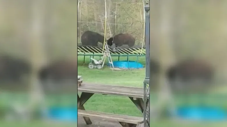 Two black bears caught wrestling on backyard trampoline in B.C. - The ...