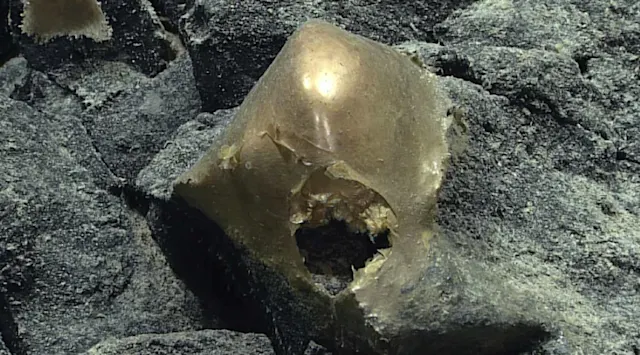 The 'start of a horror movie?' Mysterious orb found on deep sea ...
