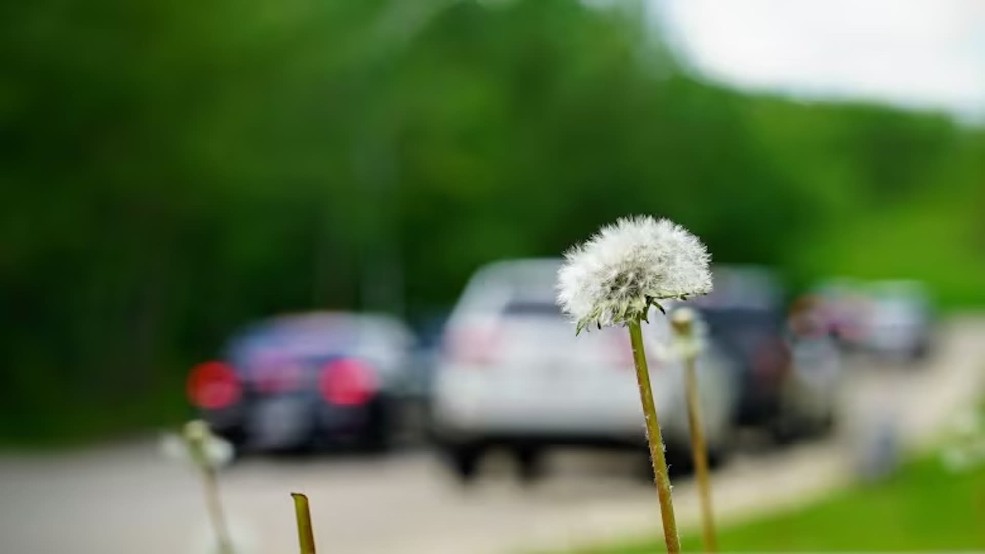Seasonal allergies seem worse this year. Experts explain why it may ...