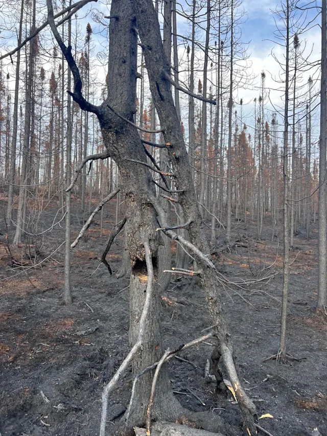 A trio of robin's eggs provides a symbol of hope after wildfires in N.L ...