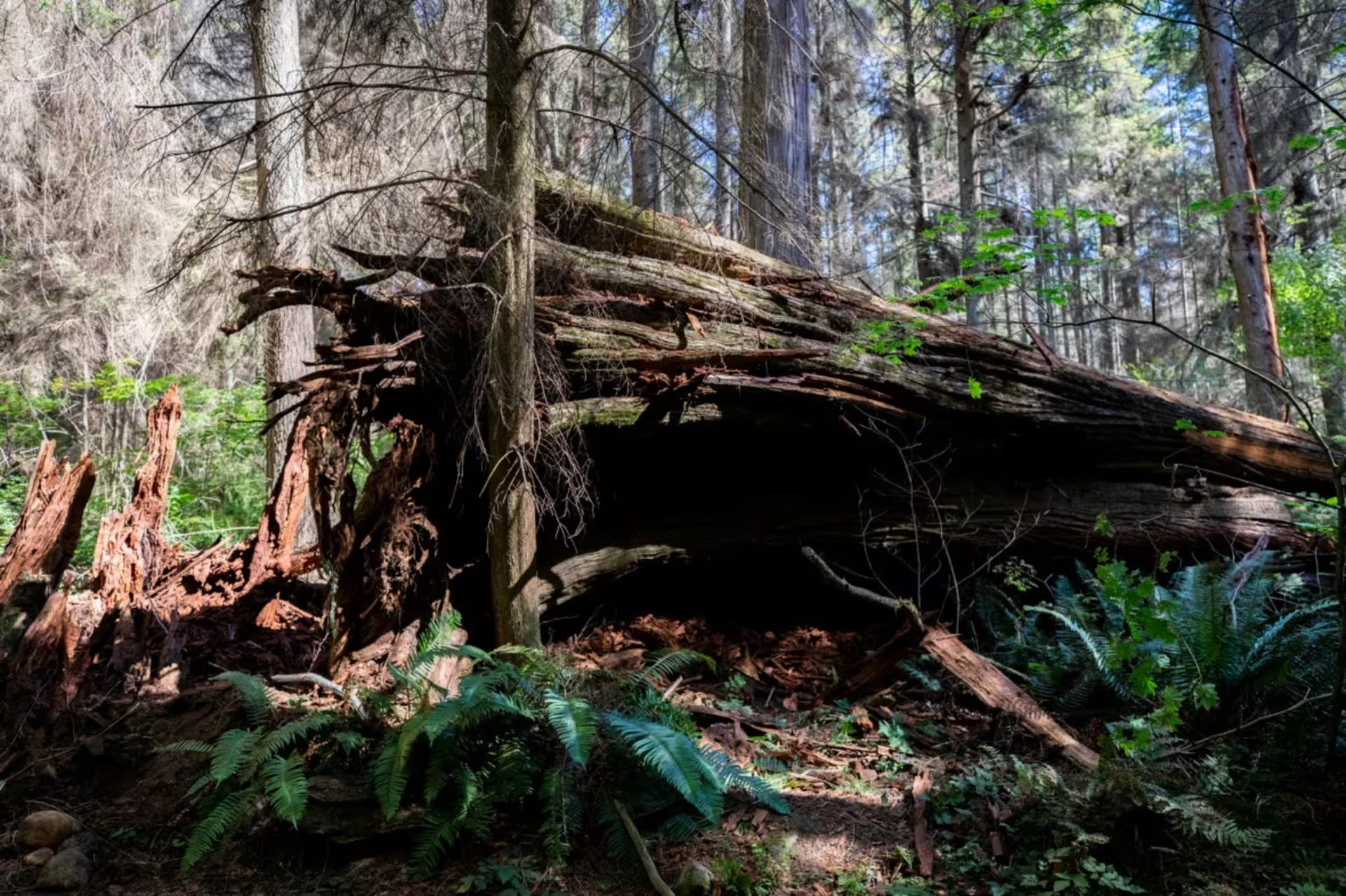 Ancient western red cedar tree falls in Stanley Park - The Weather Network