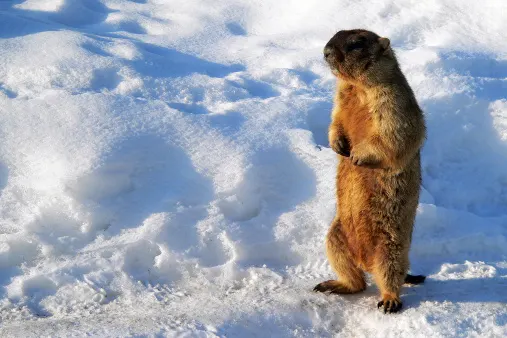 Get to know Canada's most famous groundhogs - The Weather Network