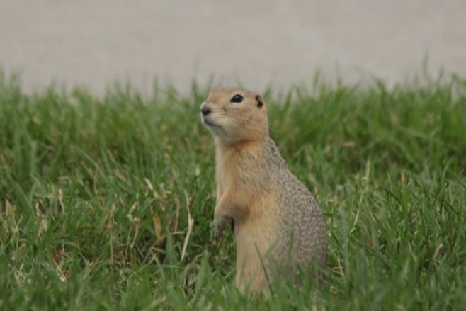 Drought, warm winters leading to resurgence of destructive gophers in ...