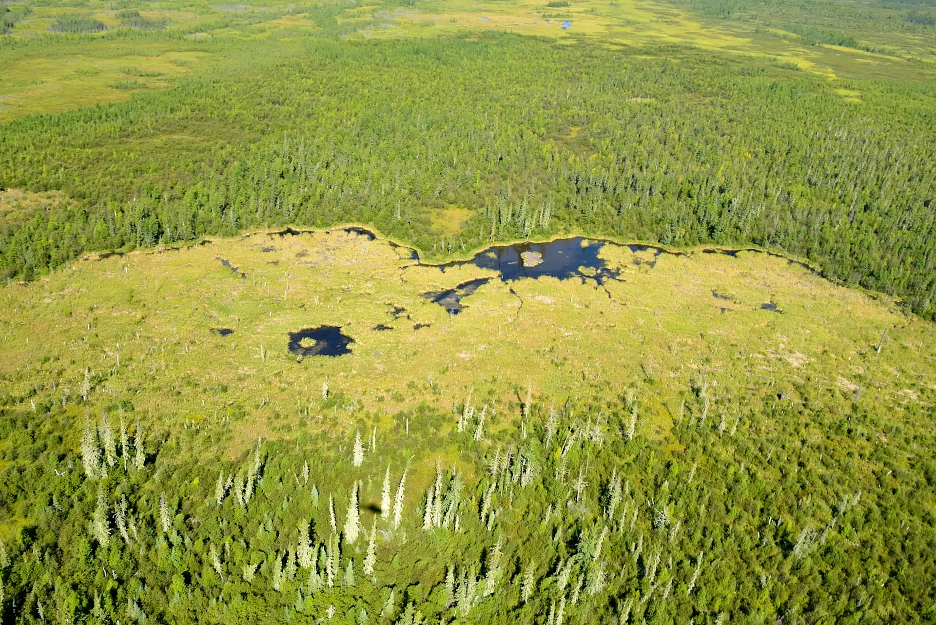 The largest beaver dam on Earth can be seen from space - The Weather ...