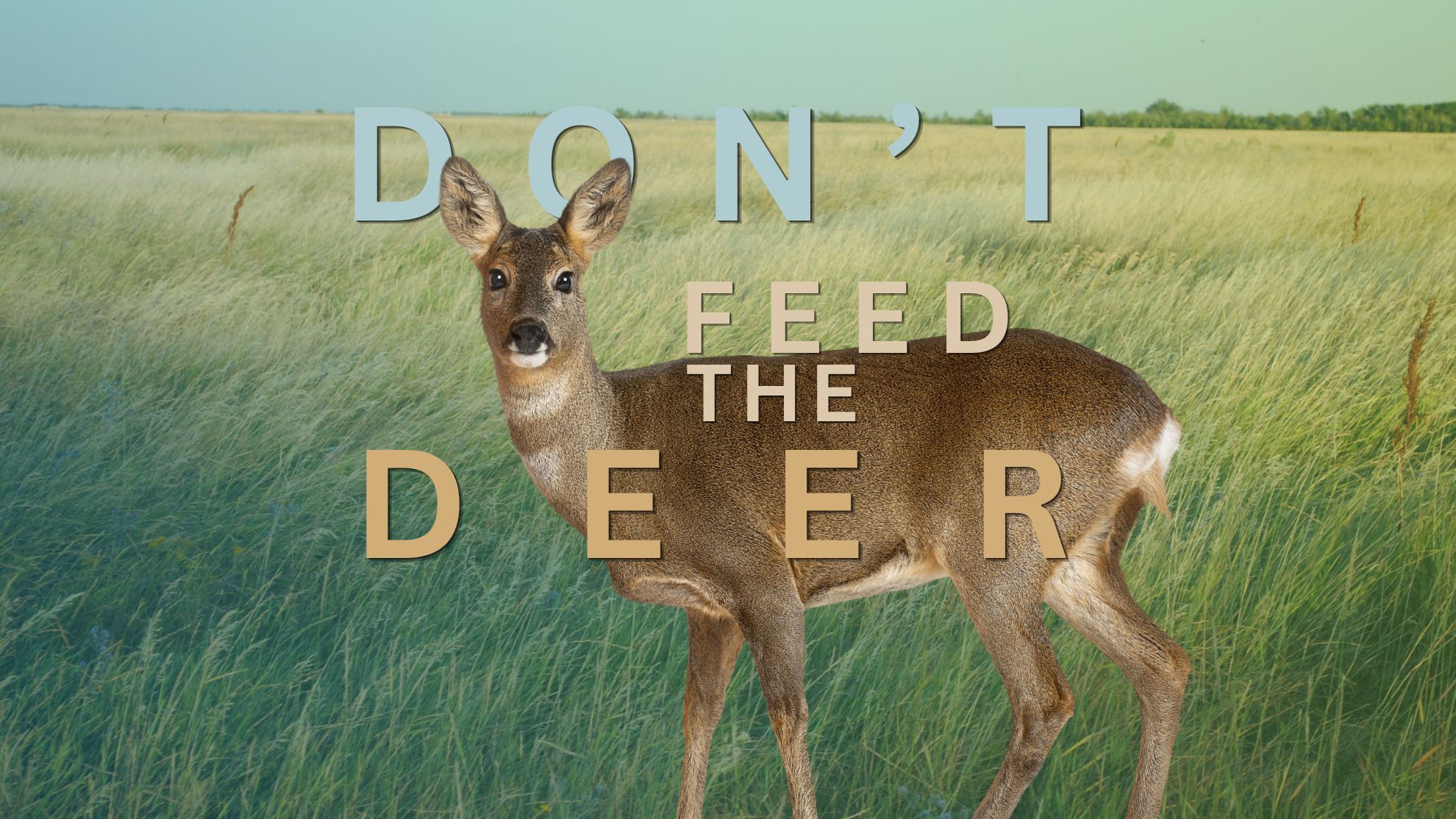 Feeding wild deer? There's a fine for that - The Weather Network