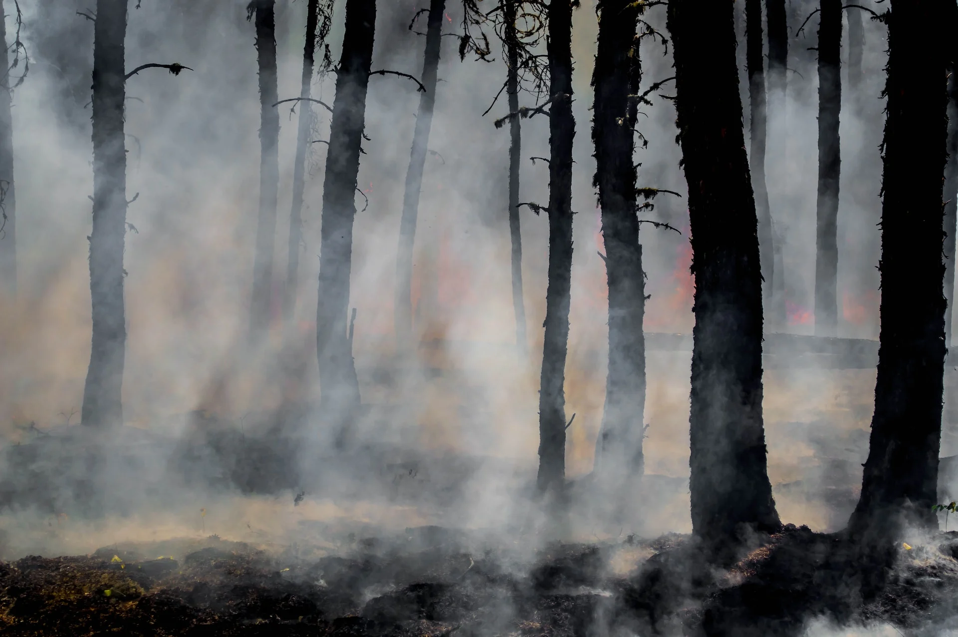 Les 5 principales causes des feux de forêt - MétéoMédia