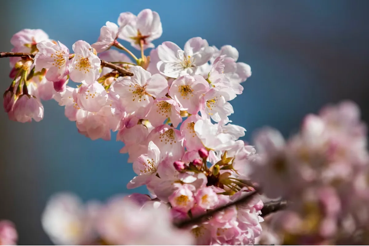 Vancouverites get a glimpse of spring as cherry blossoms start to bloom ...