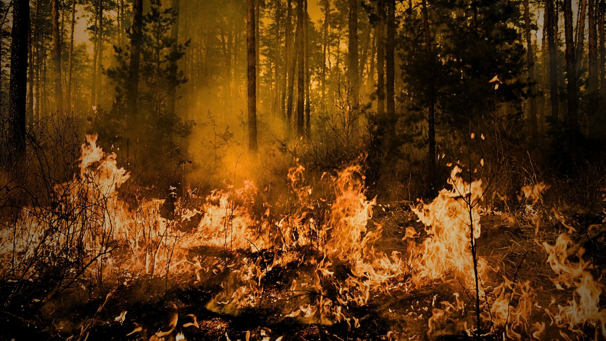 Wildfires coast-to-coast: Your quick resource guide - The Weather Network