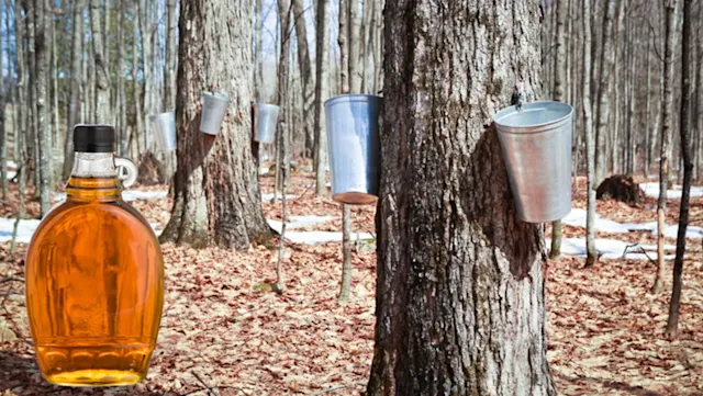 Maple syrup producers see early start to tapping season in Ontario ...
