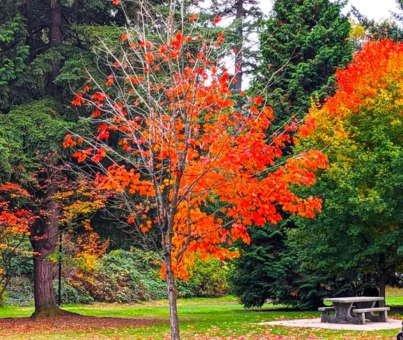 Ontario's fall colours hang in the balance: Brilliant or browning ...